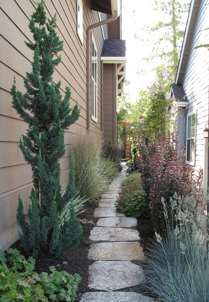 Narrow Trees for Tight Garden Spaces