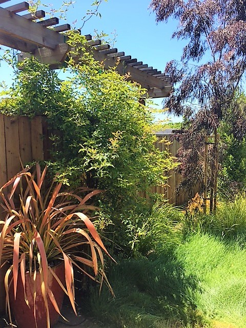 Narrow trellis - Beach Style - Landscape - San Francisco - by Dorthy ...