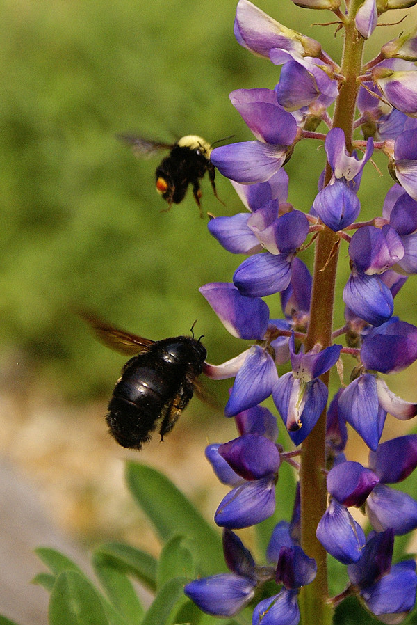 How to Design a Garden for Native Bees