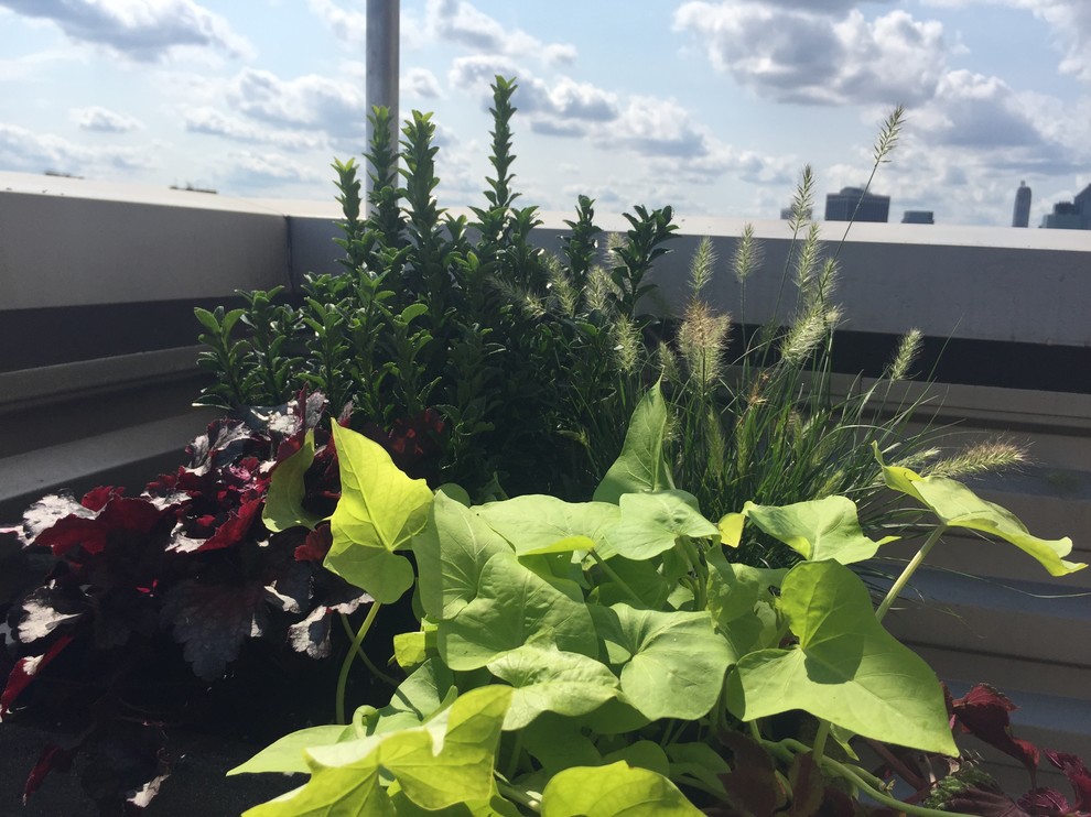 Native Grasses overlooking Lower Manhattan in Dumbo - Landscape - New ...
