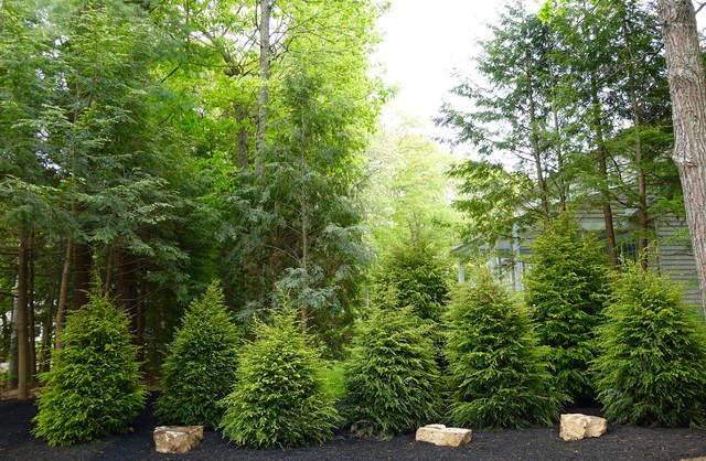 Native Hemlock Hedge - Montagne - Jardin - Portland Maine - par Thomas ...