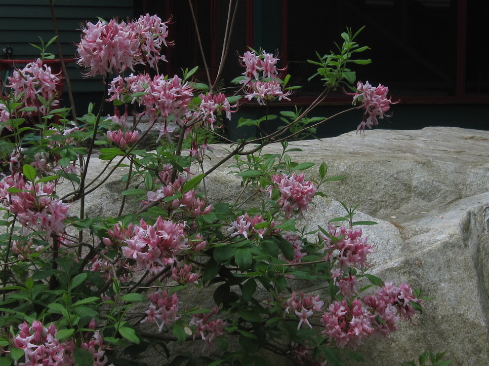 Native pinxterbloom azalea in bloom - Rustic - Landscape - Burlington ...