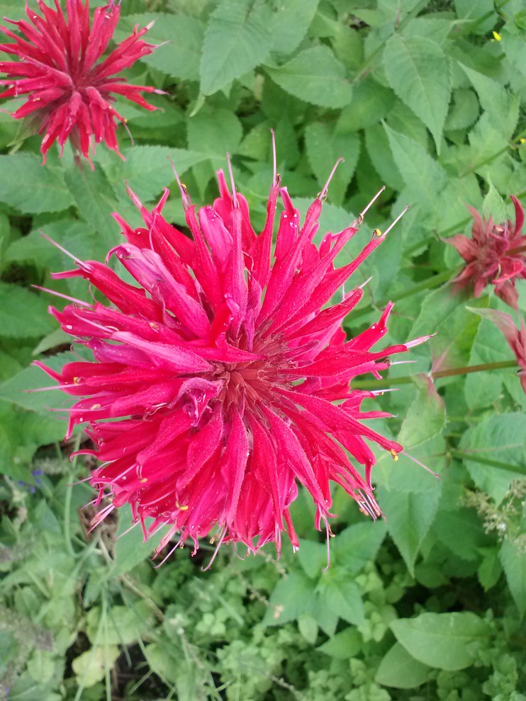 Native Plant & Pollinator Gardens - Landscape - DC Metro - by Love ...