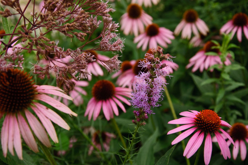native prairie plants garden - Landscape - Chicago - by Barbara ...
