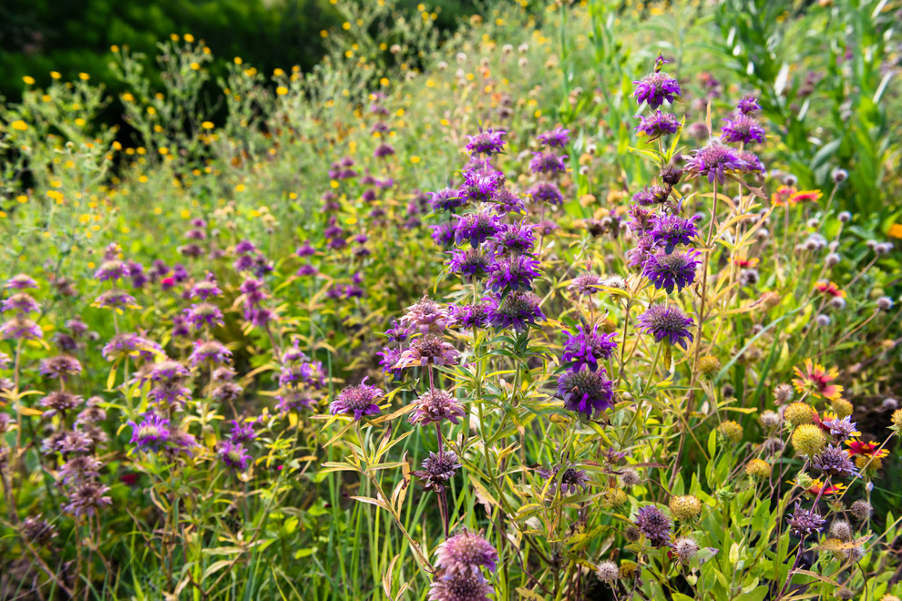 Native Wildflowers - Contemporary - Landscape - Austin - by Eden Garden ...
