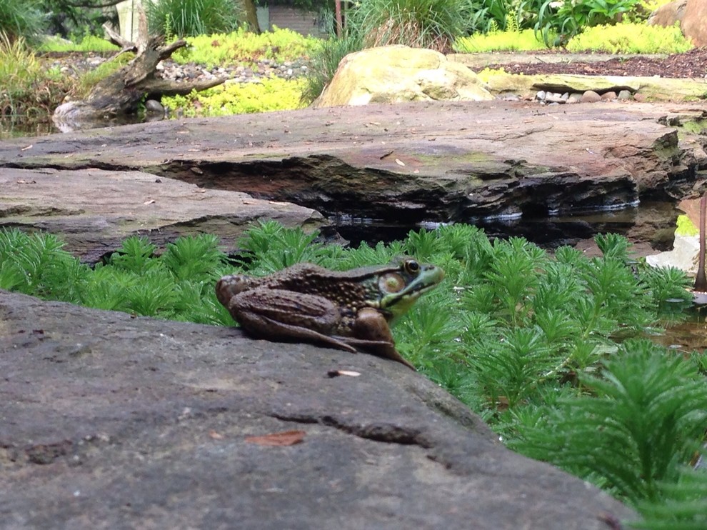 Natural Koi Pond with bridges that you walk across going to the front ...