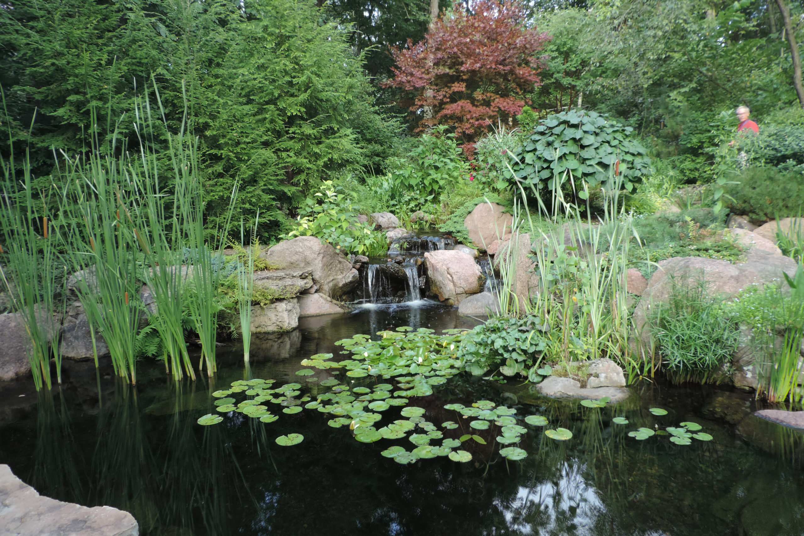Natural Pond Ecosystem