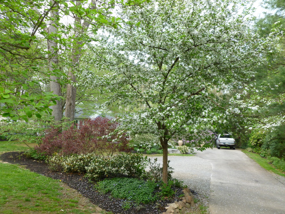 Naturalized planting to screen parking area - Traditional - Landscape ...