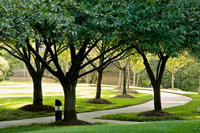 NE D.C. - Traditional - Landscape - DC Metro - by Chapel Valley ...