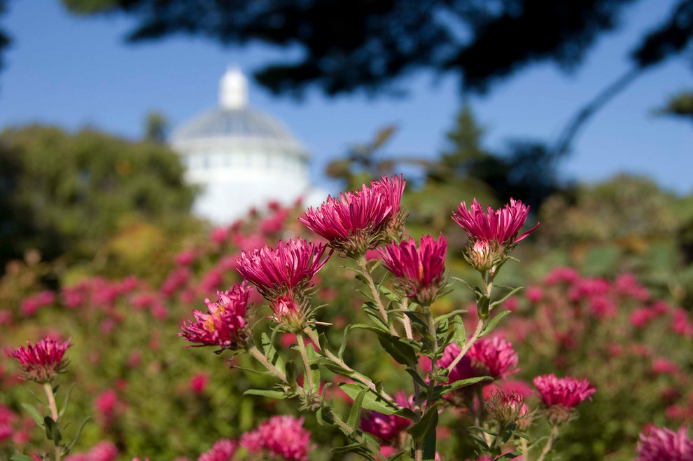 New England Aster - Landscape - New York - by The New York Botanical ...