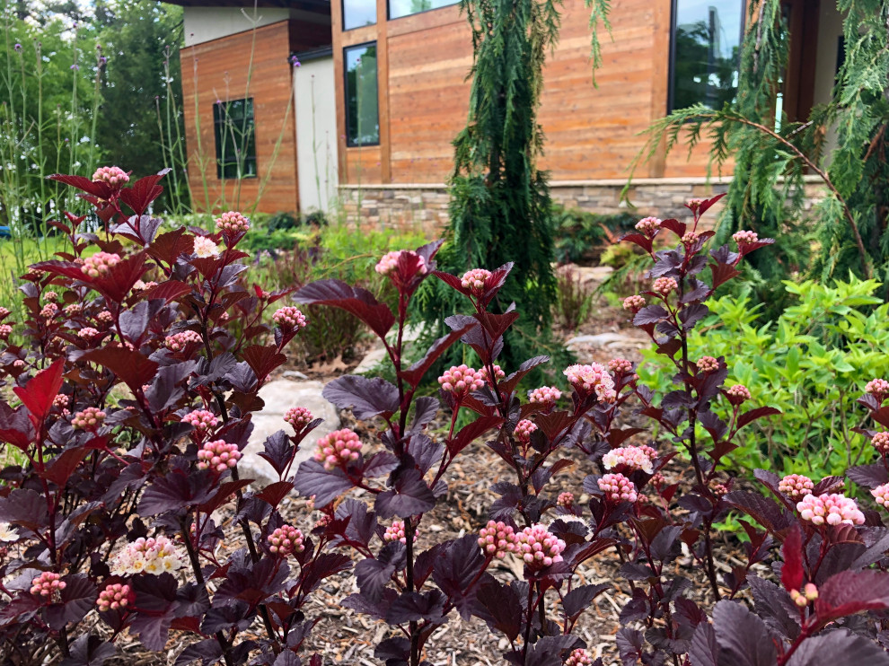 Ninebarks - Contemporary - Landscape - Charlotte - by Jay Sifford ...