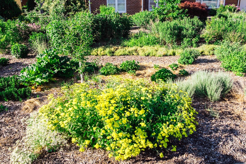 No-mow Front Yard - Transitional - Landscape - Toronto - by Wild Craft ...