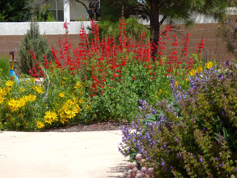 North Albuquerque Acres - Eclectic - Landscape - Albuquerque - by ...