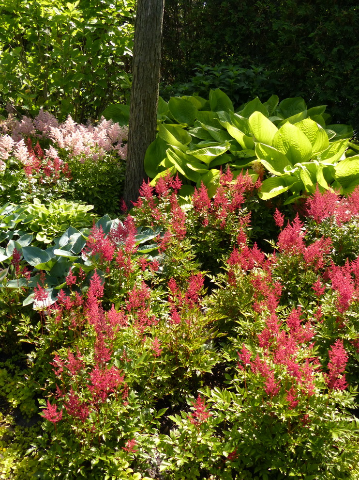 Northbrook Illinois Shade Garden in June - Traditional - Landscape ...
