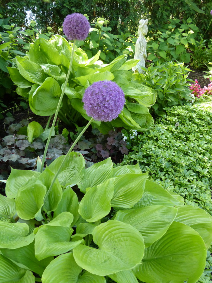 Northbrook Illinois Shade Garden in June - Traditional - Landscape ...