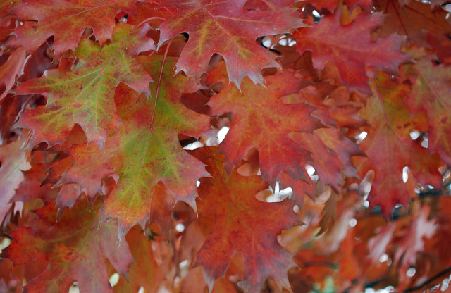 6 Healthy Ways to Handle Fallen Leaves