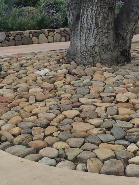 Oak trees - Mediterranean - Garden - Santa Barbara - by trace robinson ...