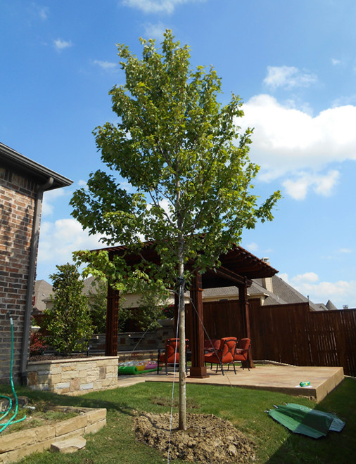 October Glory Maple Tree - Landscape - Dallas - by Treeland Nursery | Houzz