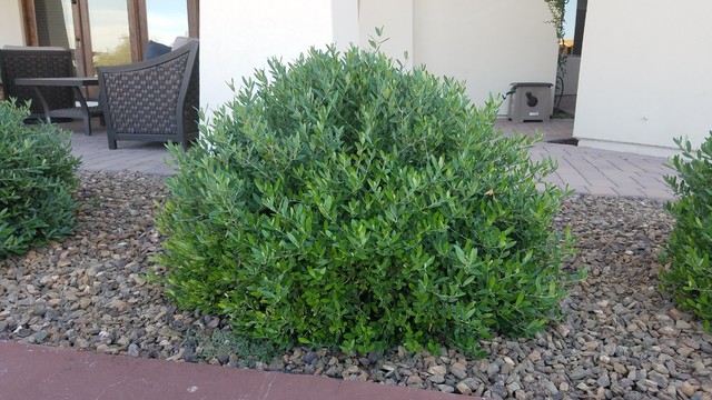 Olea europaea 'Montra'_ Little Ollie Dwarf Olive - Transitional ...