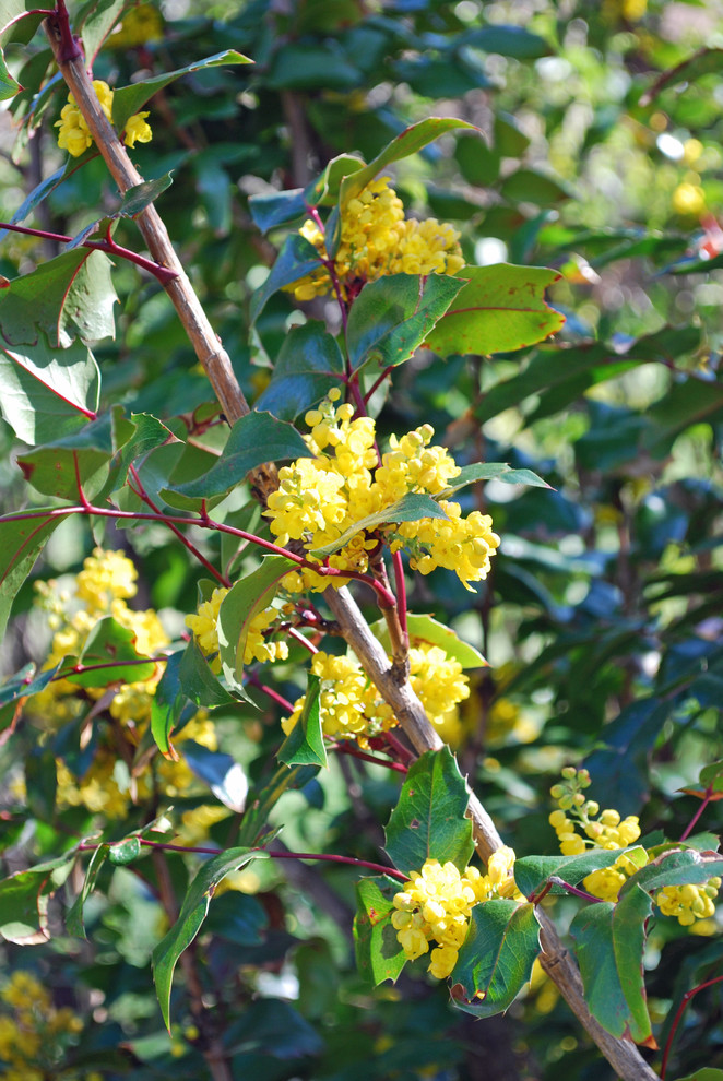 Oregon Grape Holly (Mahonia aquifolium) - Landscape - Denver - by ...