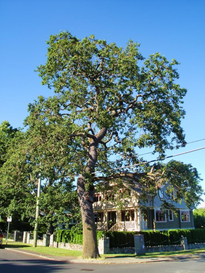 Oregon White Oak Tree - Landscape - Other | Houzz