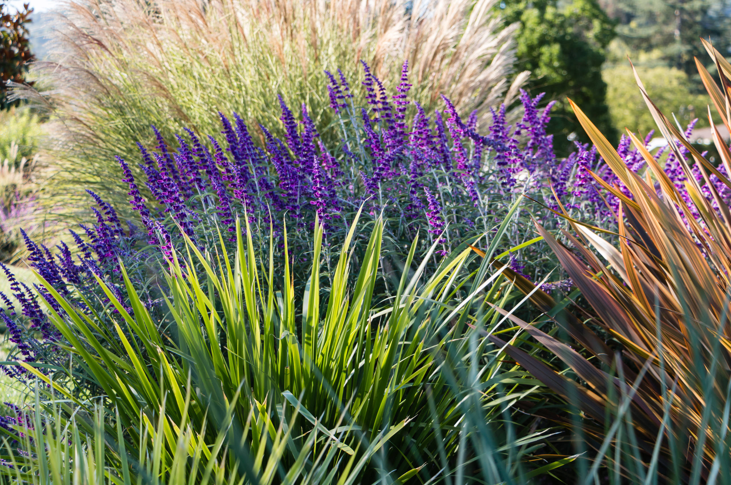 Salvia Garden Design | Fasci Garden