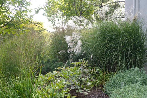 Ornamental Grass Garden - Traditional - Landscape - New York - by ...
