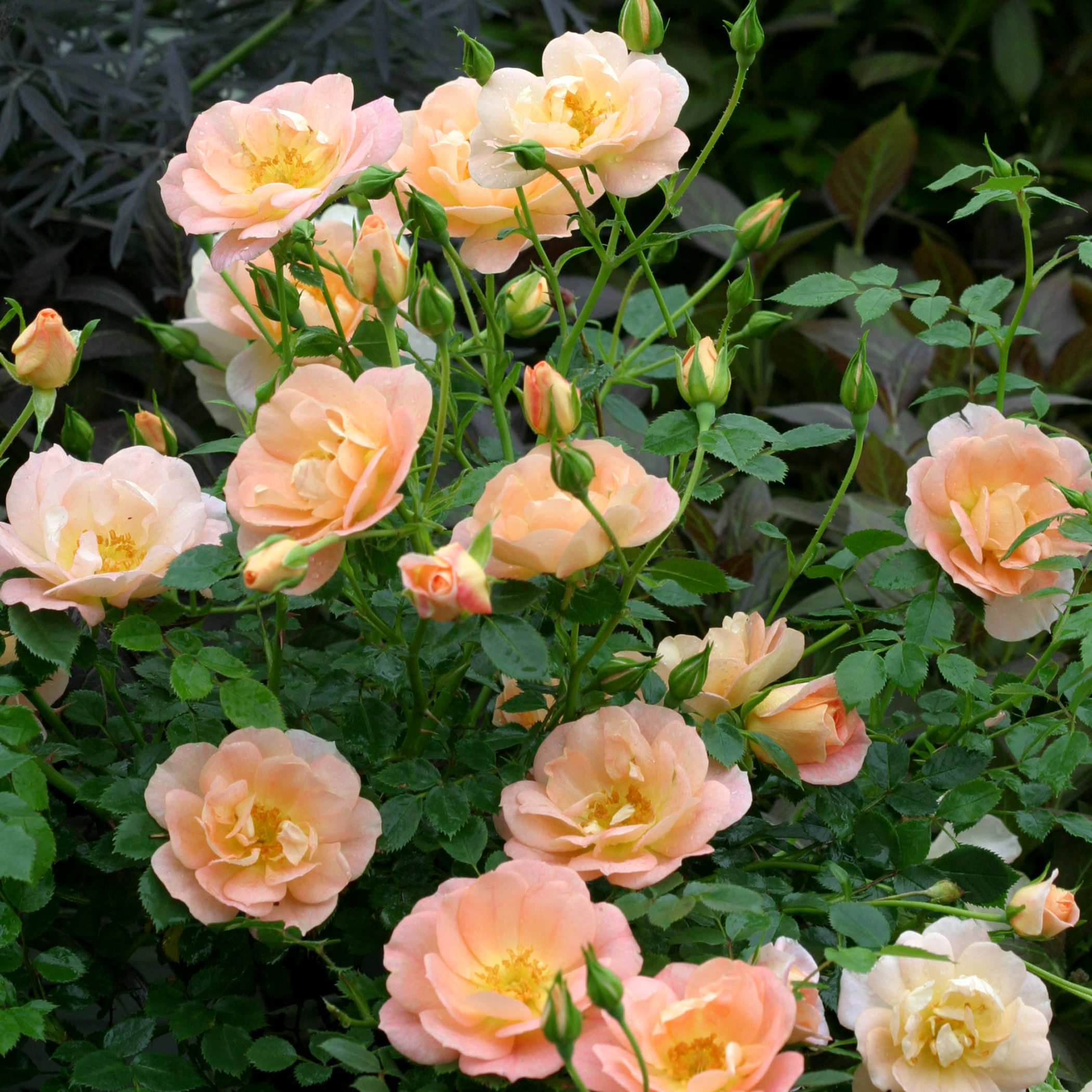 6 Wonderfully Easy Roses for Any Gardener