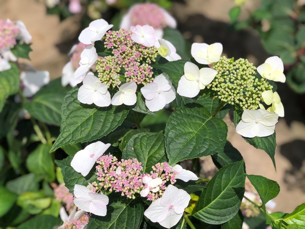 Our White Hydrangeas in May (Hydrangea macrophylla) - Landscape ...