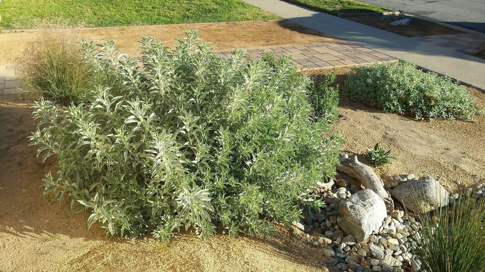 Our Work - Traditional - Garden - Orange County - by California Native ...