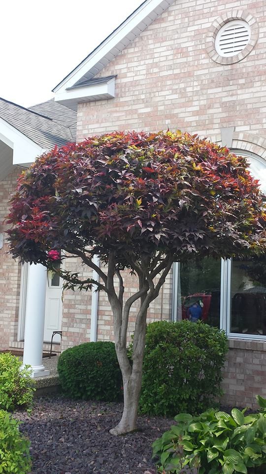 Our Work - Traditional - Landscape - Chicago - by Lawn Perks Inc | Houzz