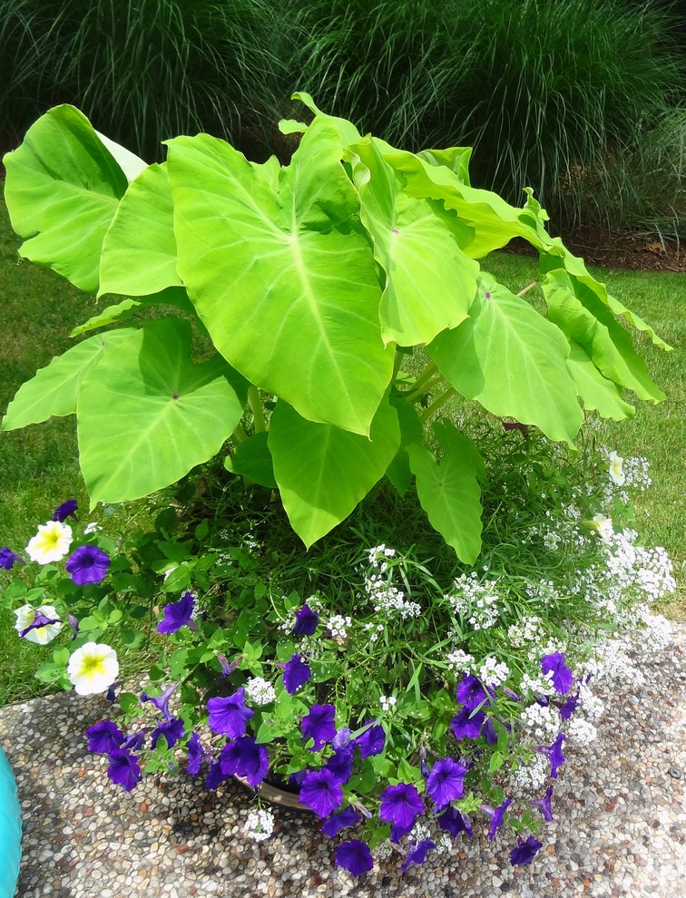 Outdoor sitting areas - Traditional - Landscape - Boston - by Maria ...