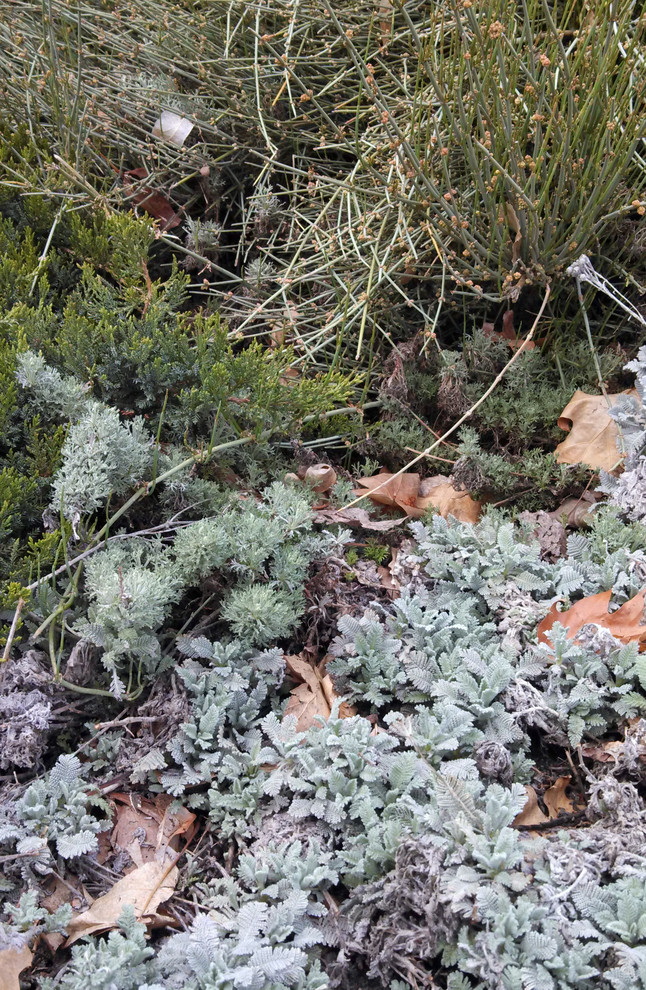 partridge feather, Tanacetum densum amani - Contemporary - Landscape ...