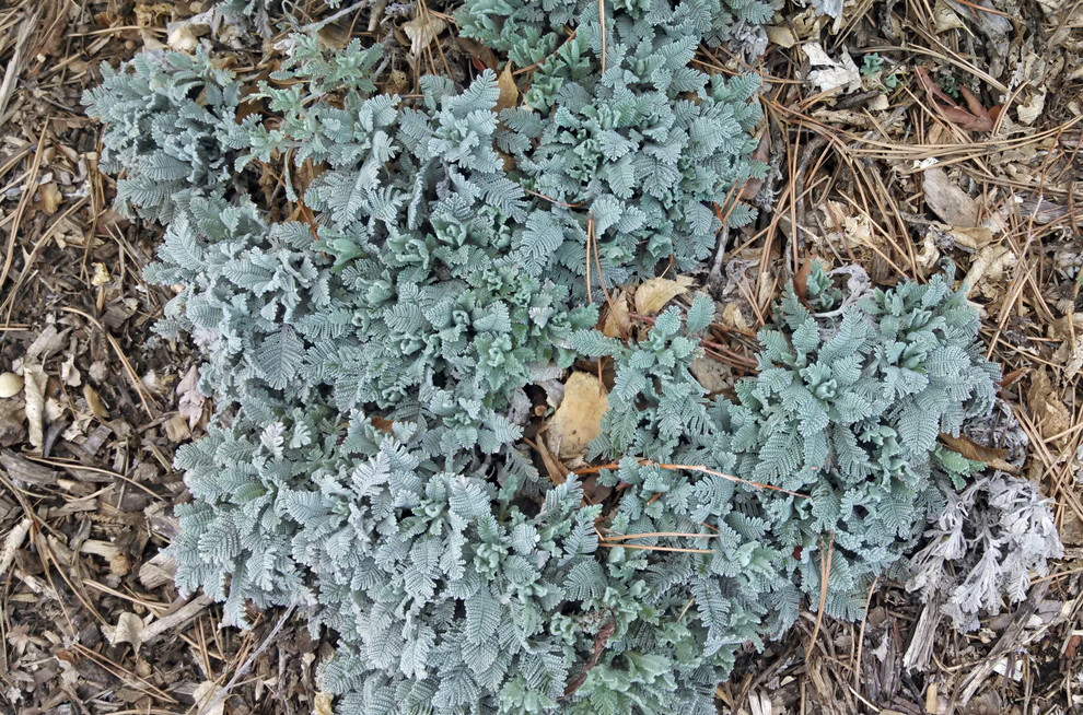 partridge feather, Tanacetum densum amani - Contemporary - Landscape ...