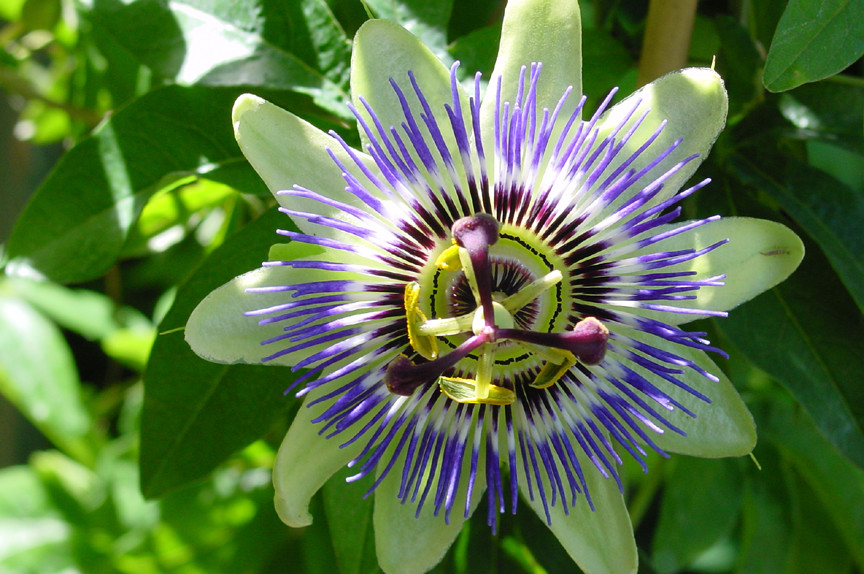 Passion Vine (Passiflora caerulea) Closeup - Mediterranean - Landscape ...