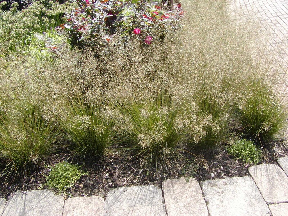 Path Edge with Prairie Dropseed Border - Landscape - Other - by Saiki ...