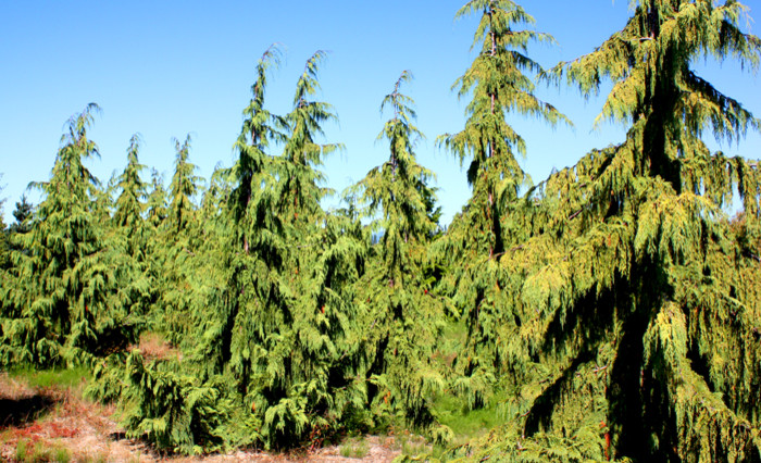 'Pendula' Weeping Alaskan Cedar - Landscape - Atlanta - by McBrayer ...