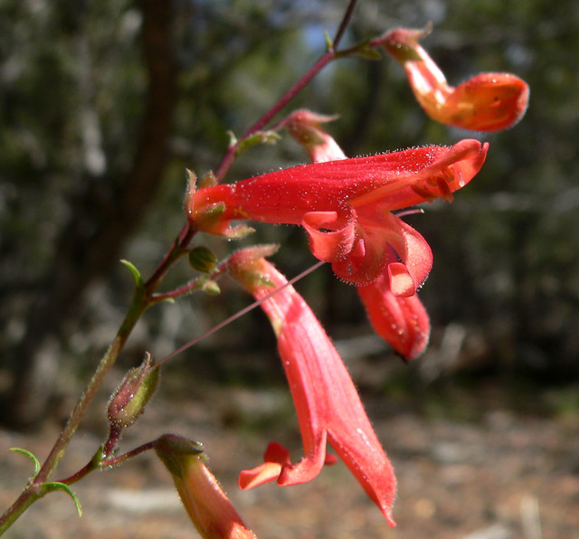 Penstemon Rostriflorus