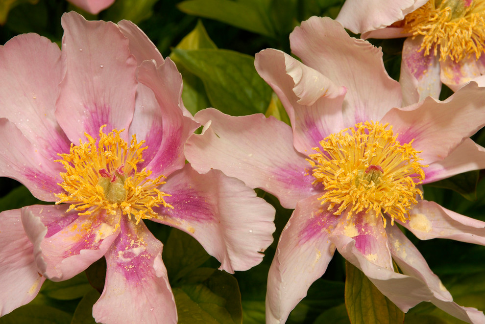 Peony - Traditional - Landscape - New York - by The New York Botanical ...
