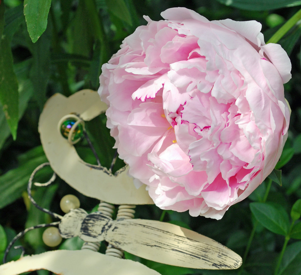 peony (Paeonia spp) - Traditional - Landscape - Denver - by Jocelyn H ...