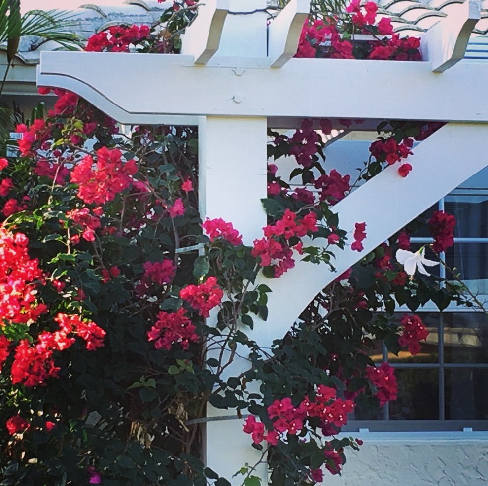Pergola with Bougainvillea vine - Landscape - Miami - by Matthew ...
