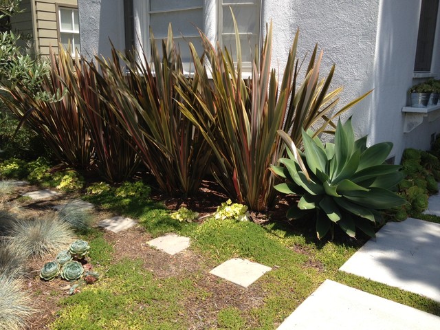 Phormium (Flax) 'Firebird' and sedum groundcover - Mediterranean ...