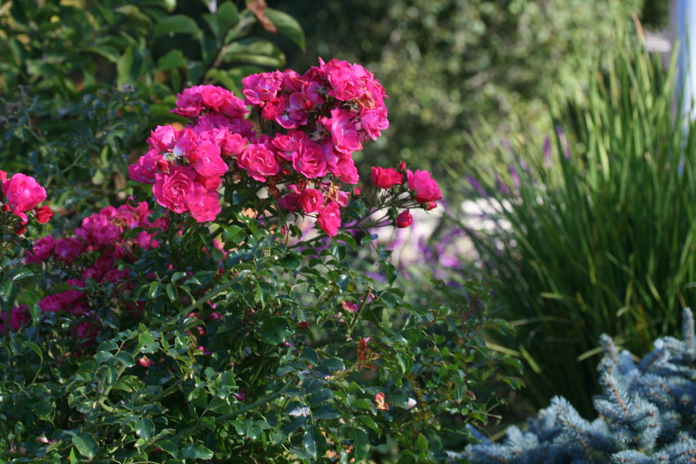 Pink Flower Carpet Rose - Landscape - San Francisco - by Genevieve ...
