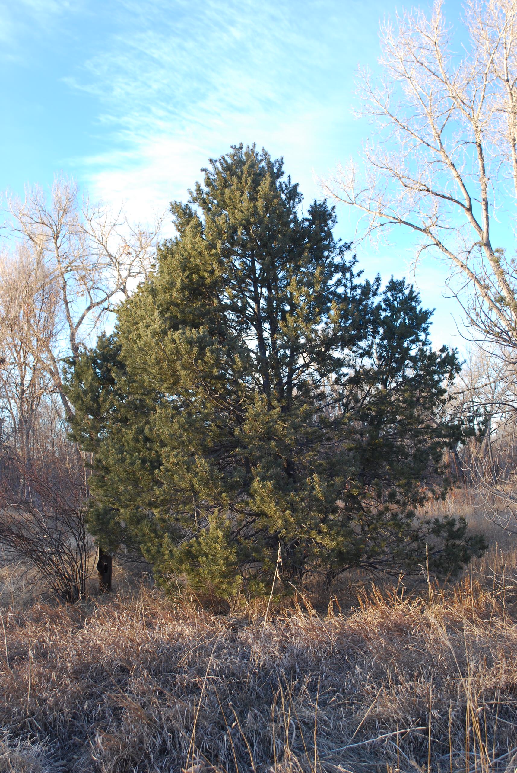 Great Design Plant: Pinyon Pine