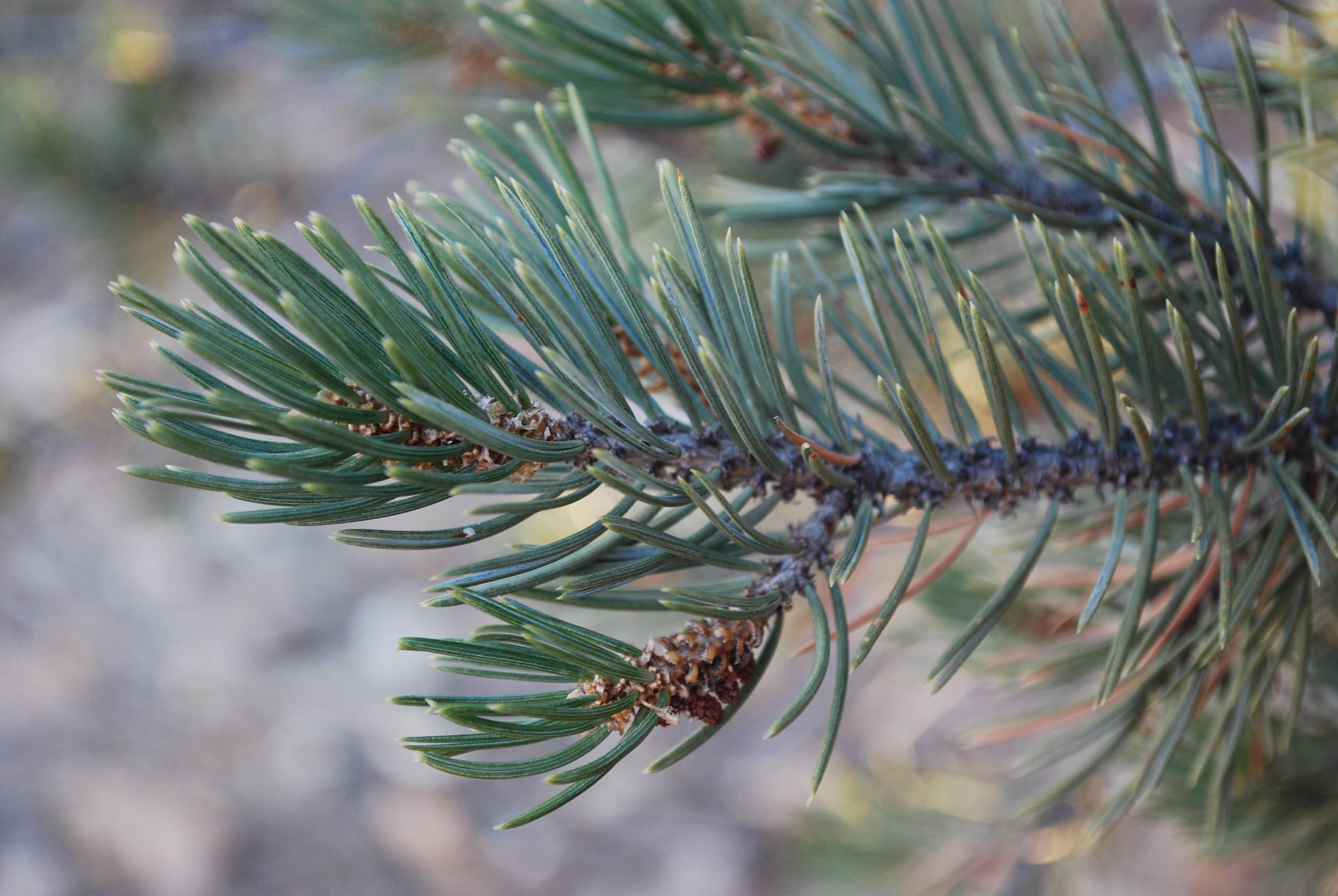 Great Design Plant: Pinyon Pine