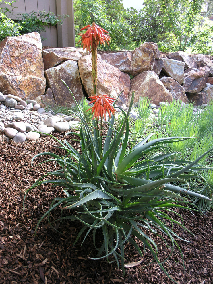 Plant design Aloe - Southwestern - Landscape - San Diego - by MJ Martin ...