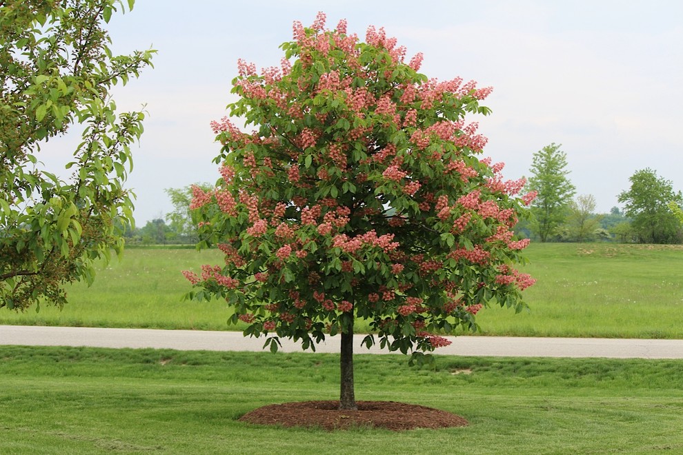 Plant of the Week — Ruby Horsechestnut - Klassisch - Garten ...