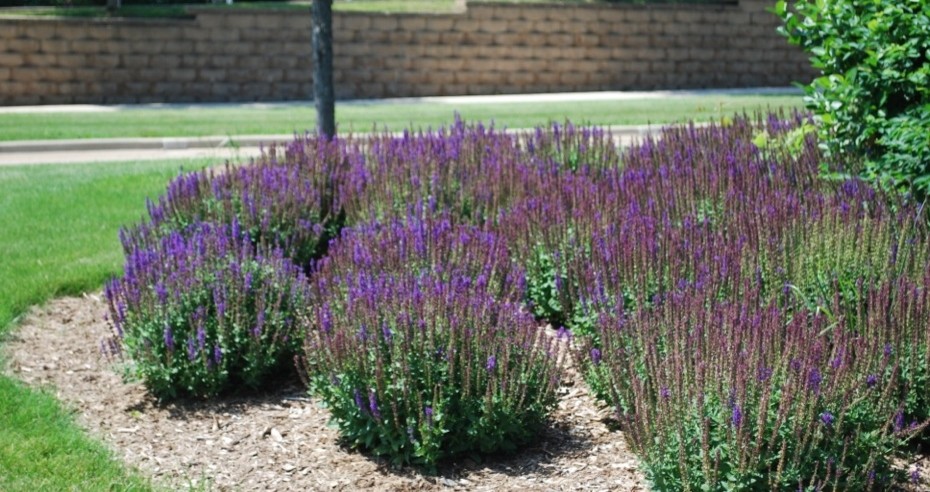 Plant of the Week - Salvia Nemorosa; Meadow Sage/Perennial Salvia ...