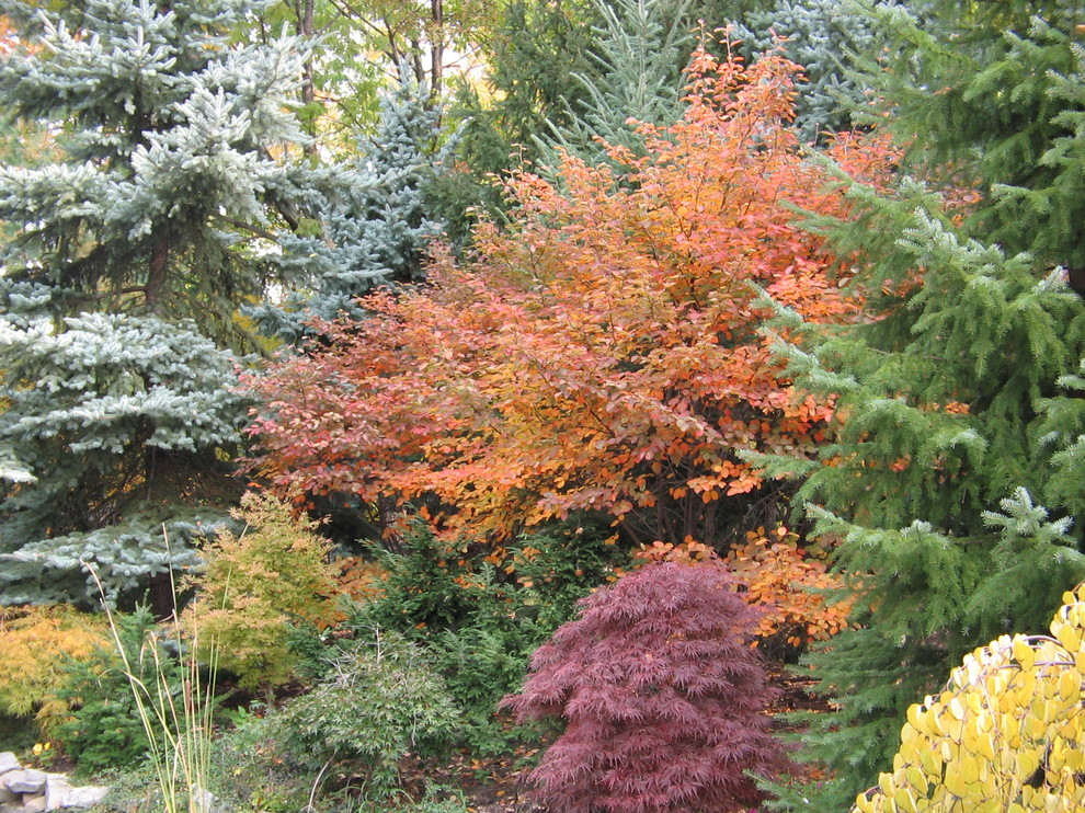 Planting for Color - Traditional - Landscape - Cleveland - by Thompson ...