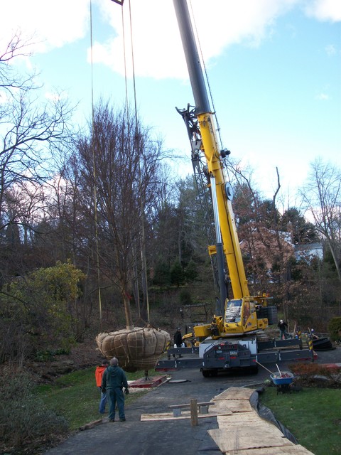 Planting Specimen Trees - Traditional - Garden - Other - by Eisler ...